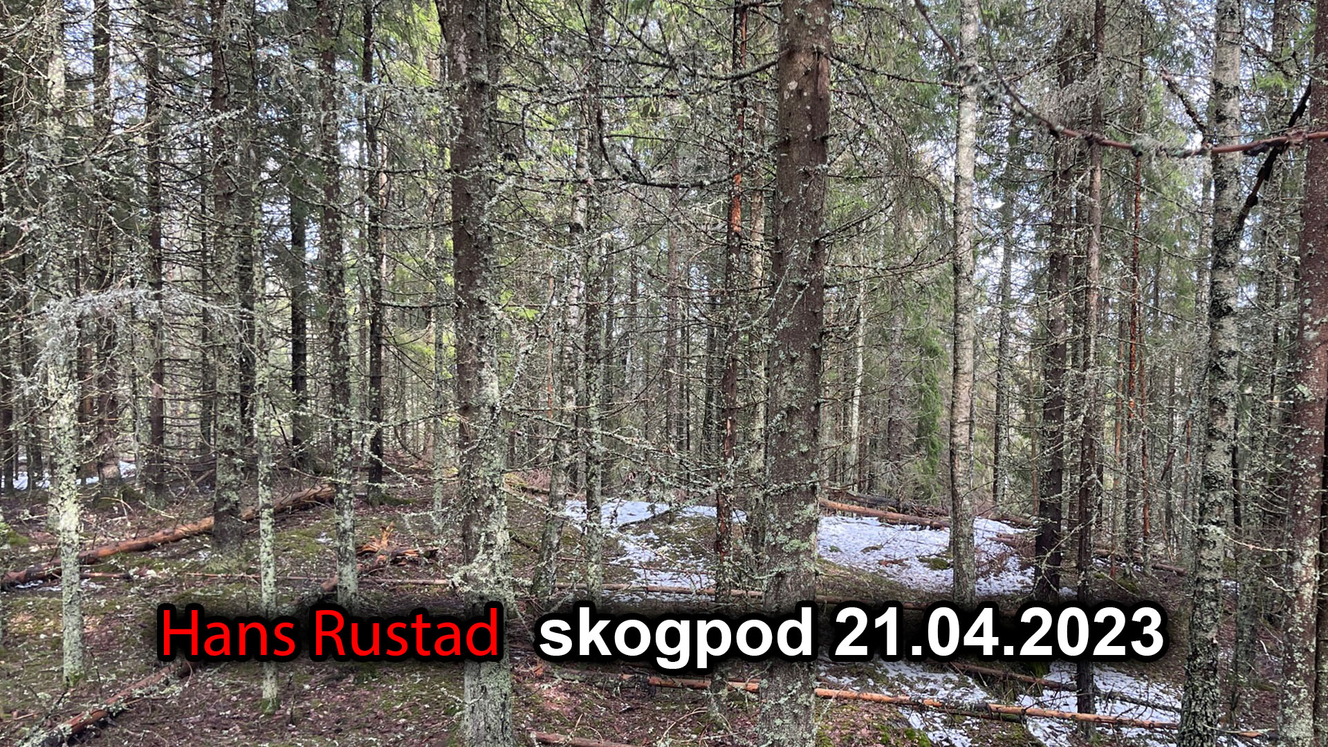 Skogpod 21. april 2023 – Document Sverige
