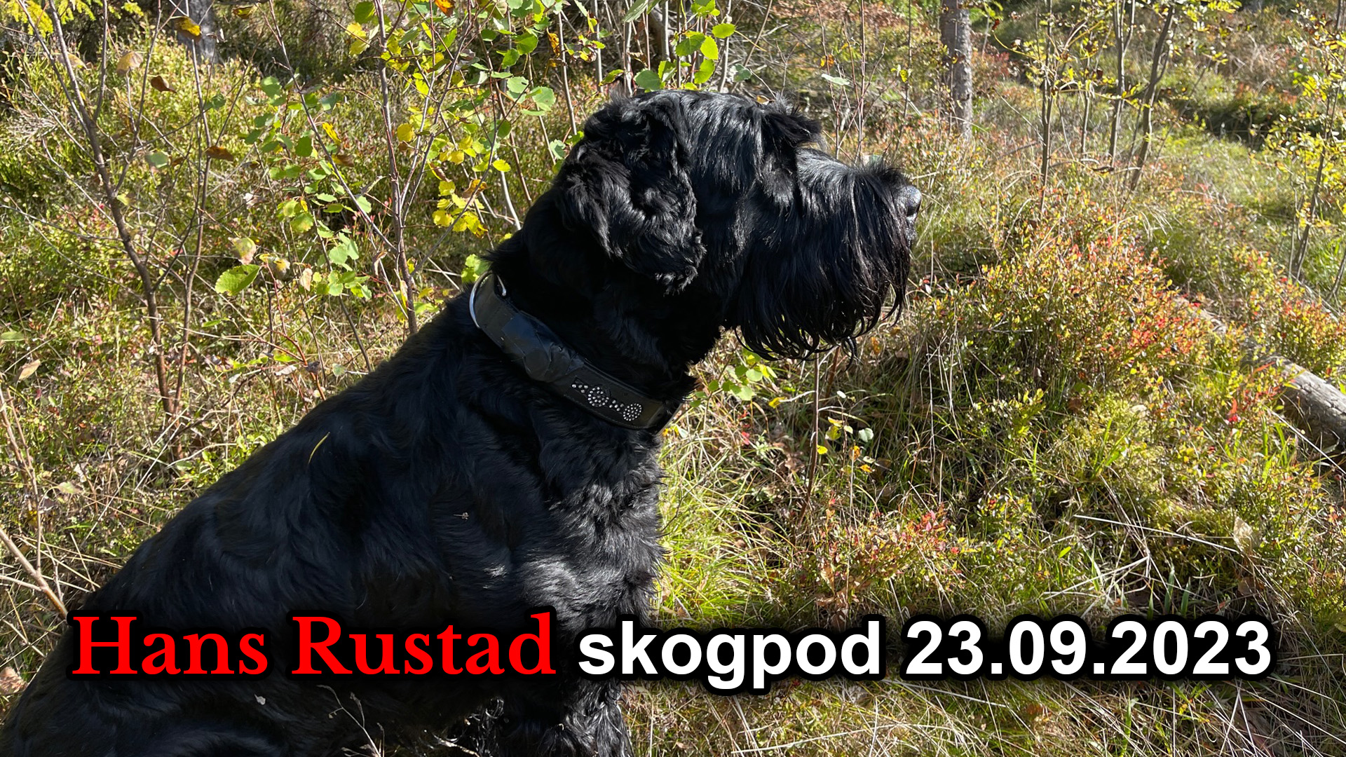 Skogpod 23. september 2023 – Document Sverige