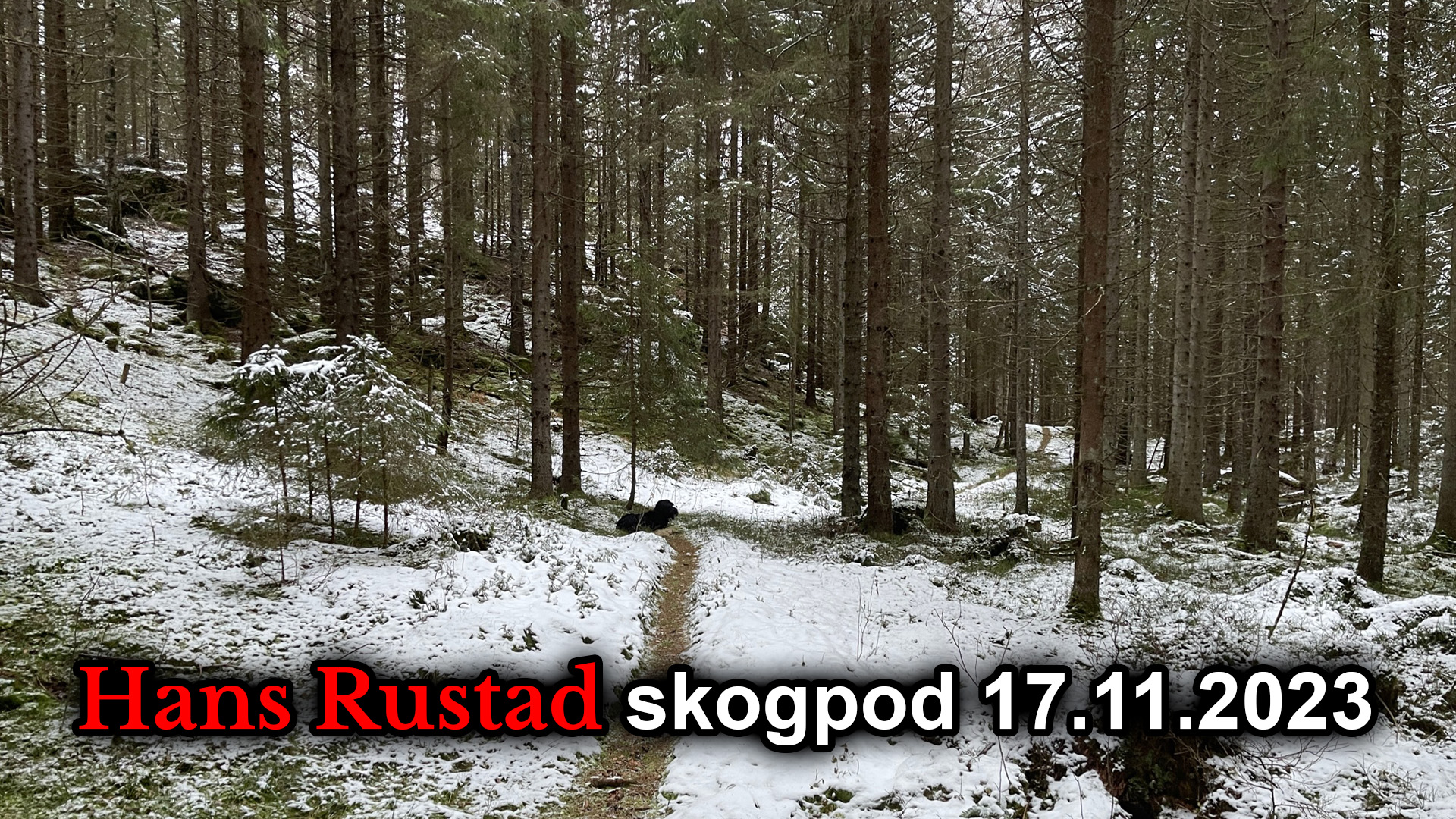 Skogpod 17. november 2023 – Document Sverige