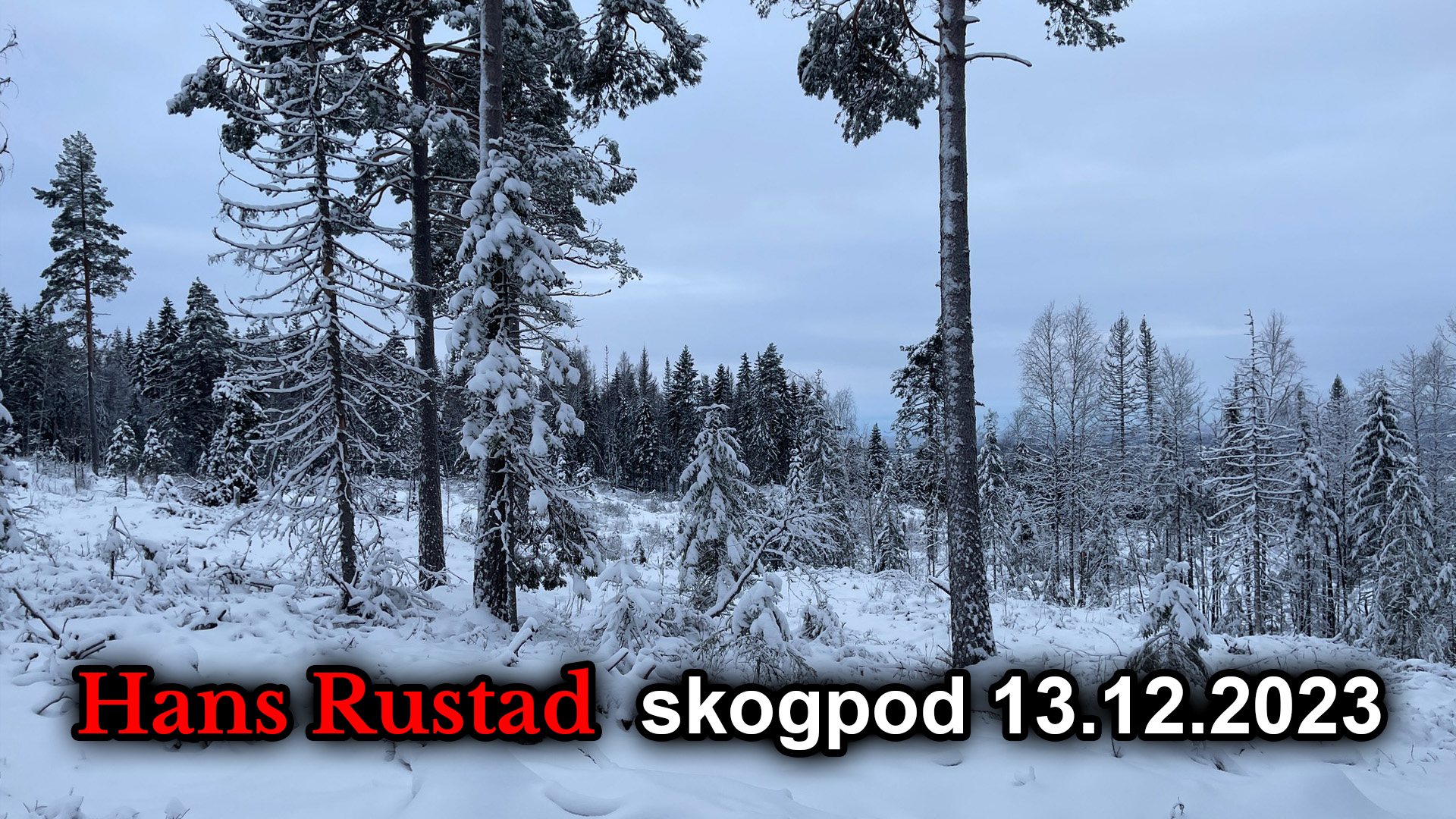 Skogpod 13. desember 2023 – Document Sverige