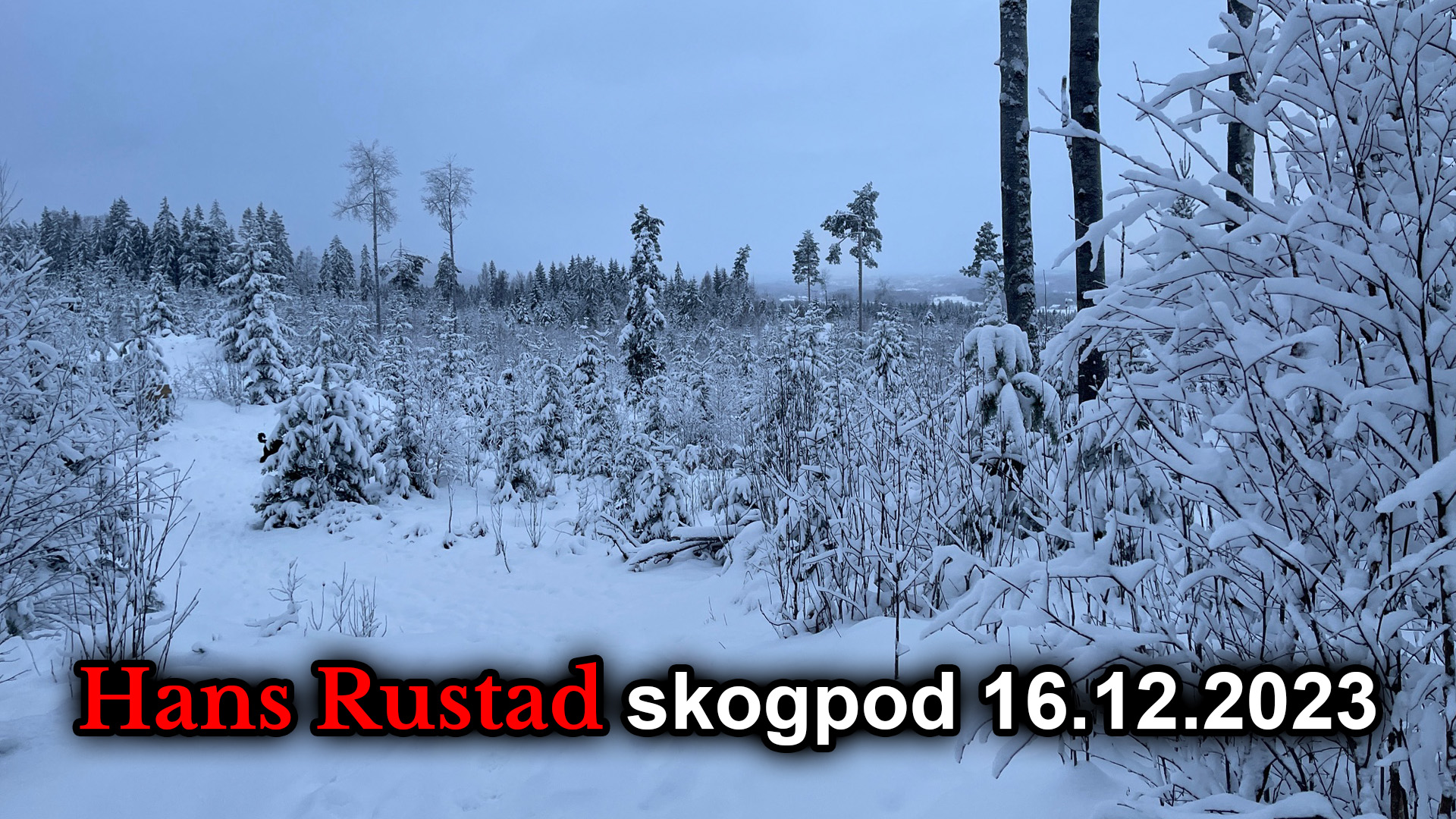 Skogpod 16. desember 2023 – Document Sverige